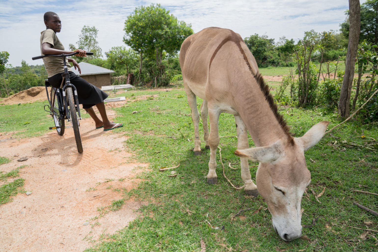 Beasts of burden: The bicycle vs. the donkey | World Bicycle Relief